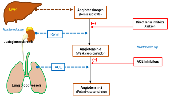 Angiotensin-Converting Enzyme Inhibitors (ACEI) – Mzantsi Medics